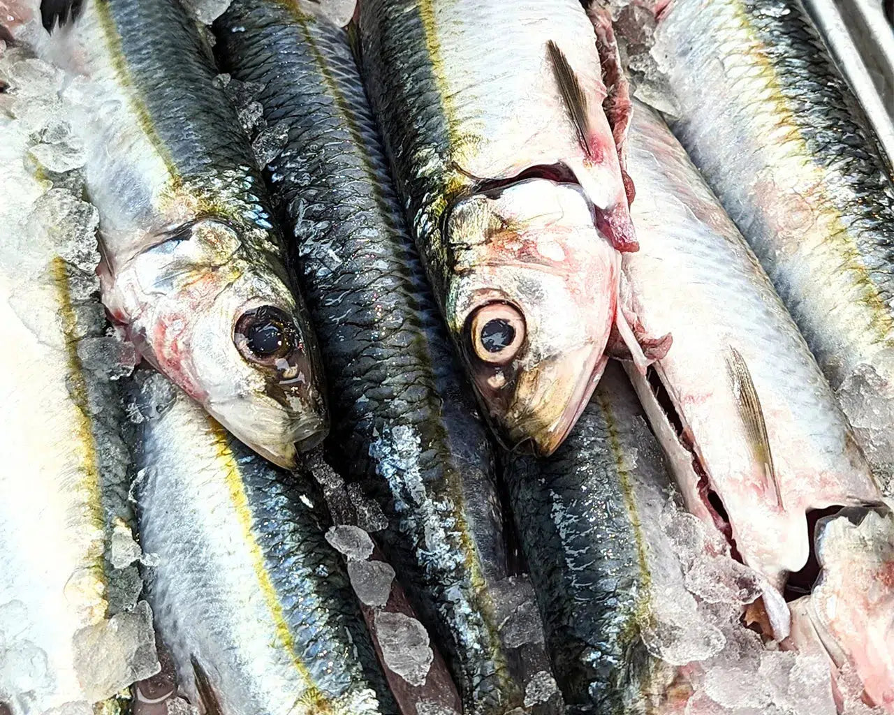 Fresh Sardines – Tuv Taam Fish | Catch & Co